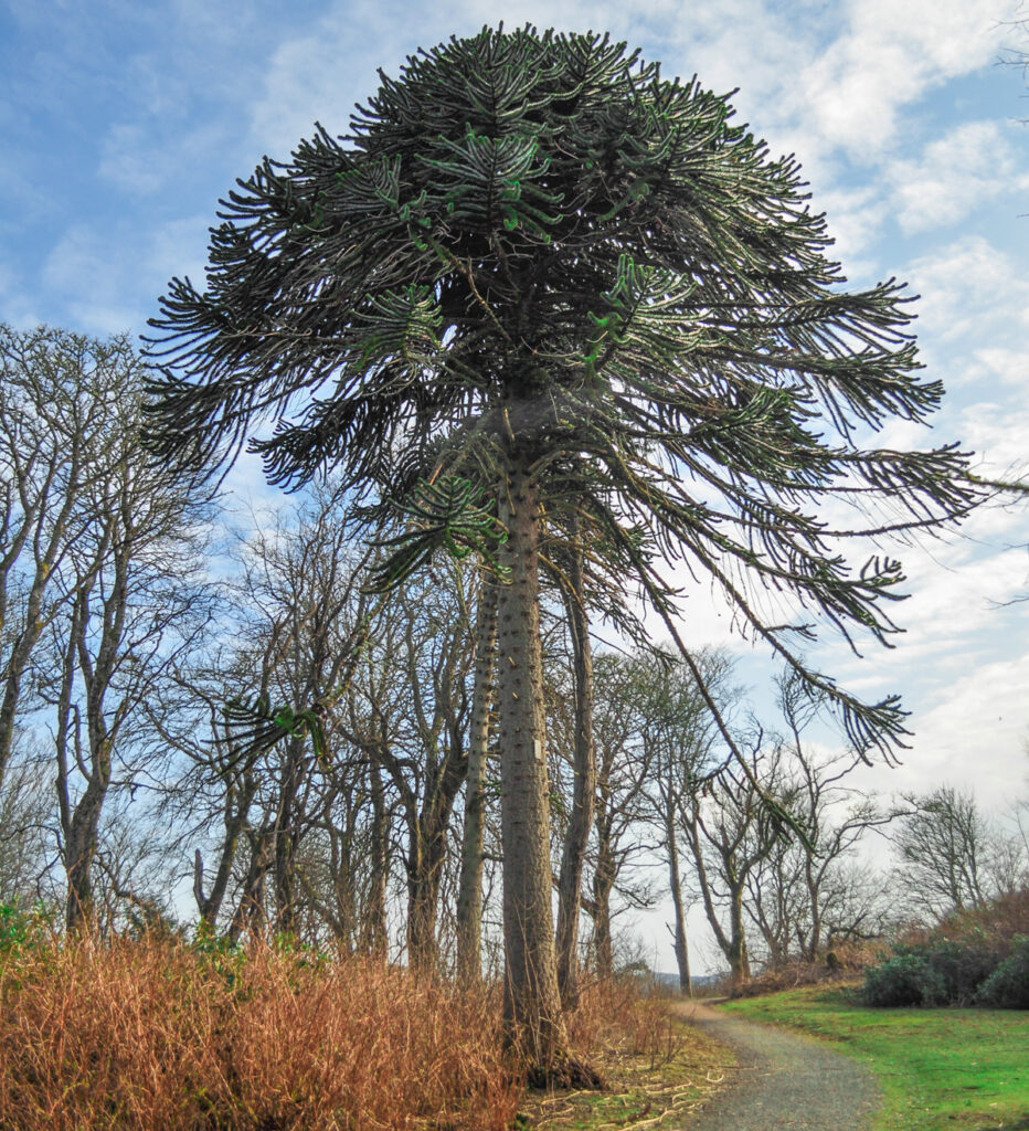 Castle History - Lews Castle